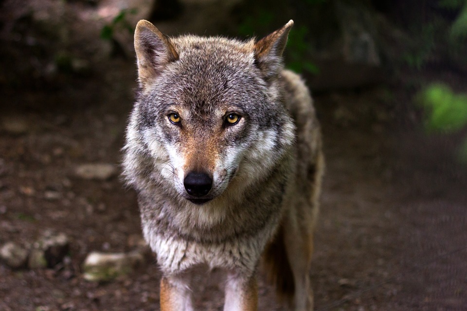 Drentse wolven vermist - Wolven in Drenthe